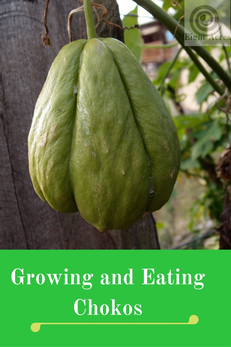 Growing and eating chokos (chayotes) – Eight Acres Natural Living