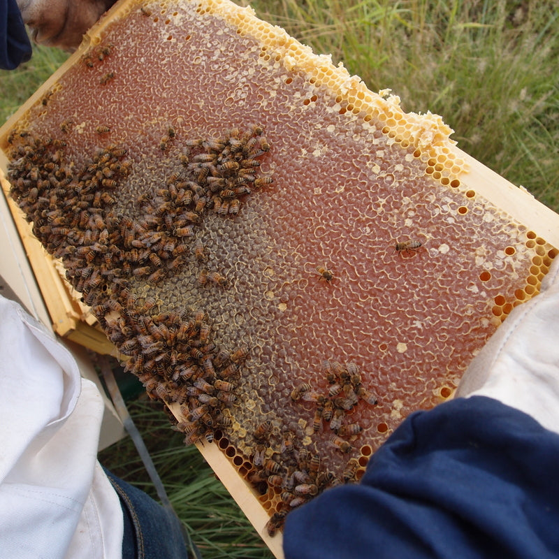 How to refine beeswax – Eight Acres Natural Living