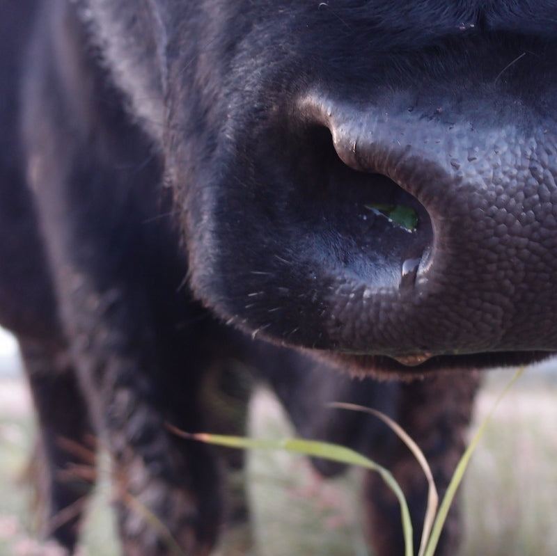 Joel Salatin - adapting Polyface farming method for Australian conditi ...