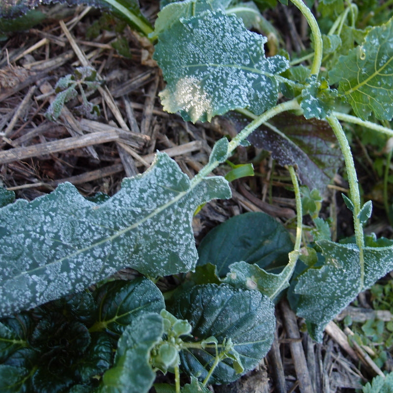 Frost - what is it and how to manage it – Eight Acres Natural Living
