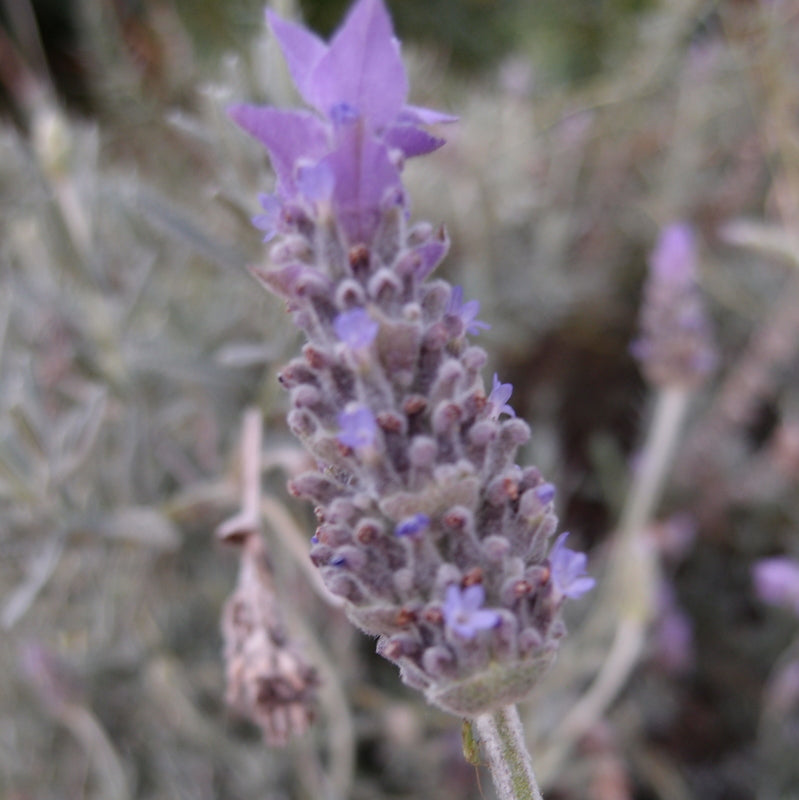 How I use herbs - lavender – Eight Acres Natural Living