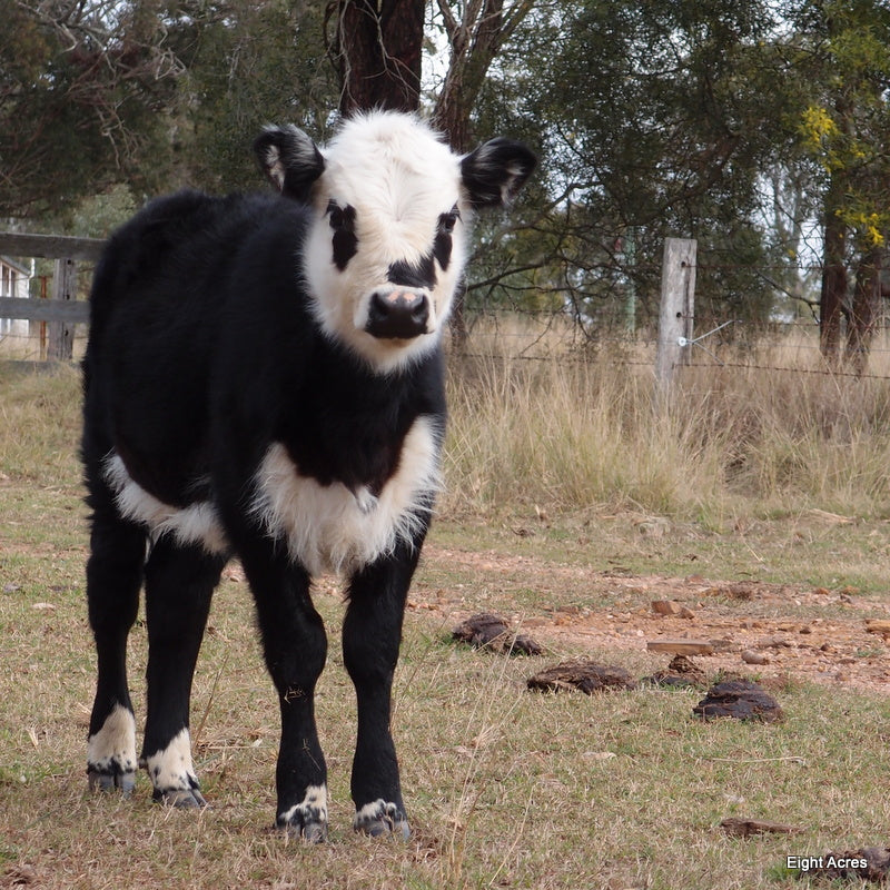 What to do with a bull calf – Eight Acres Natural Living