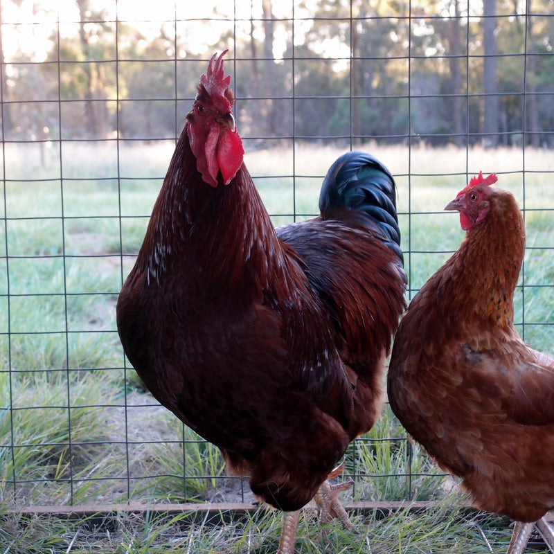 Permaculture - Integrate rather than segregate – Eight Acres Natural Living